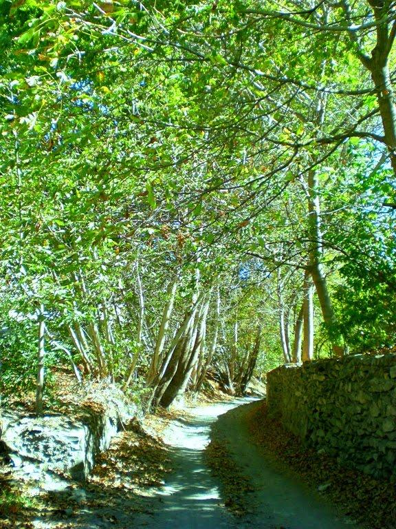 Torqabeh Summer | tishineh tourism