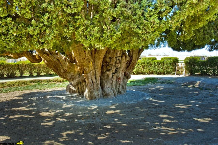 Sarv-e Abar Kuh | tishineh tourism