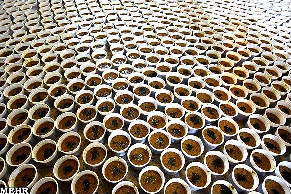 Ash-e Shooli ( Shooli Soup ) | tishineh tourism